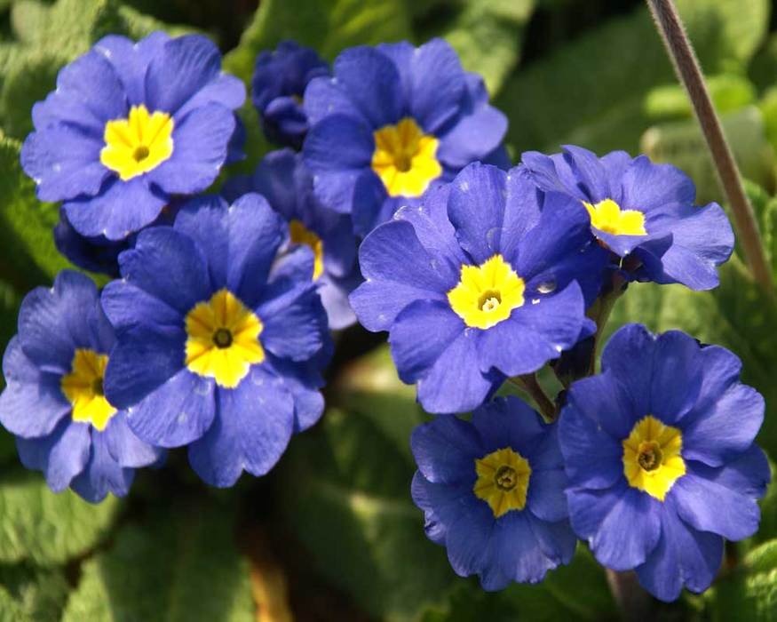 Primula You And Me Blue | Bluestone Perennials