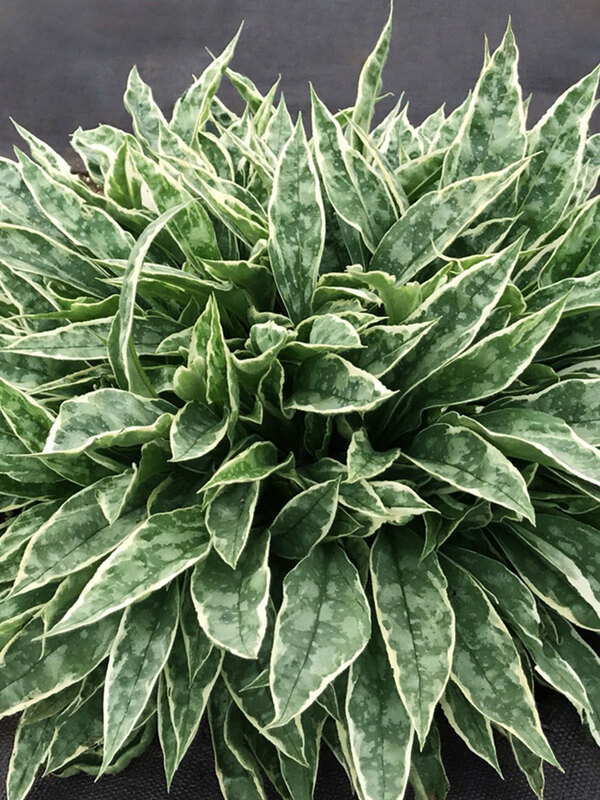 Pulmonaria Raspberry Frost | Bluestone Perennials