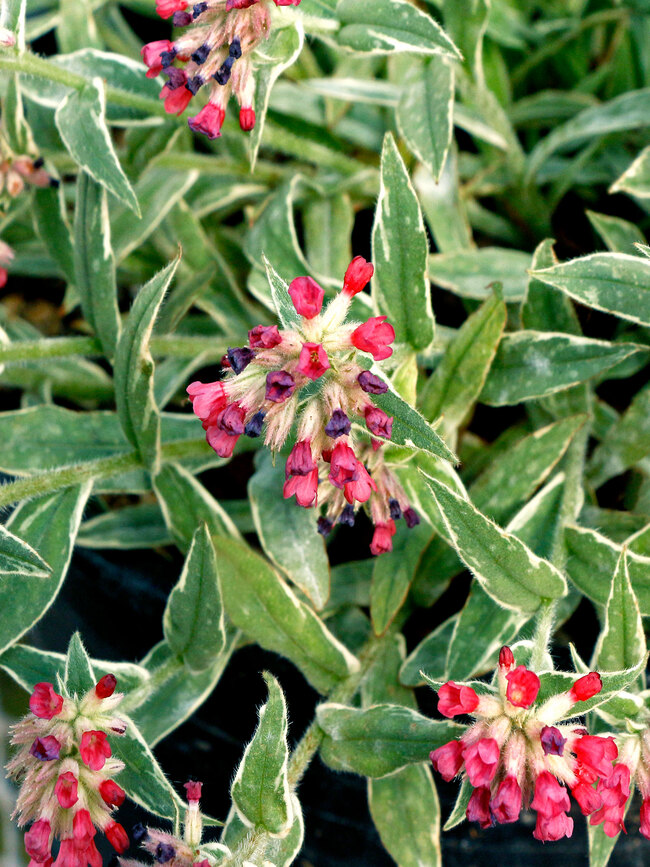 Pulmonaria Raspberry Frost | Bluestone Perennials