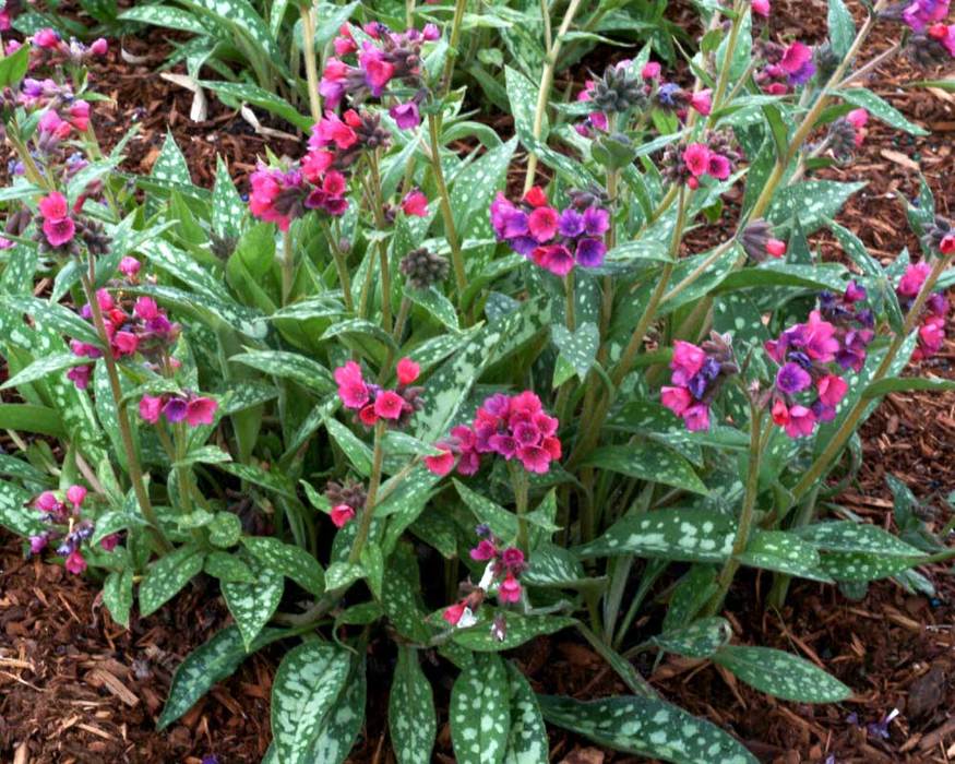 Pulmonaria Raspberry Splash | Bluestone Perennials