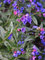 Pulmonaria Samourai -- Bluestone Perennials