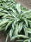 Pulmonaria Samourai -- Bluestone Perennials