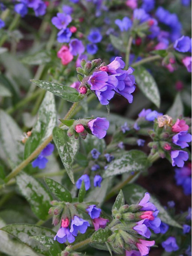Pulmonaria Samourai | Bluestone Perennials