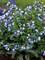 Pulmonaria Twinkle Toes -- Bluestone Perennials