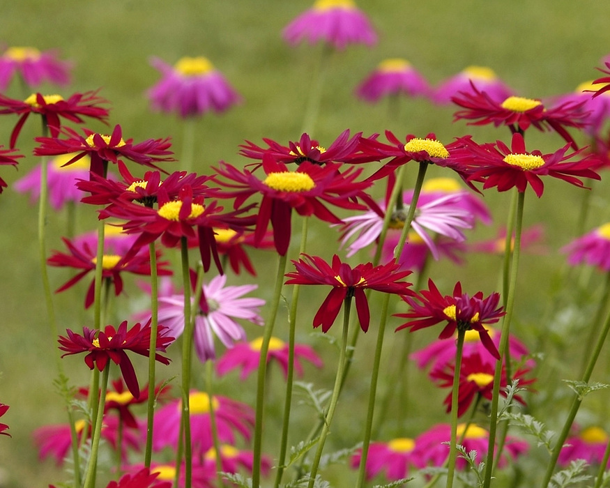 Pyrethrum Robinson's Red | Bluestone Perennials