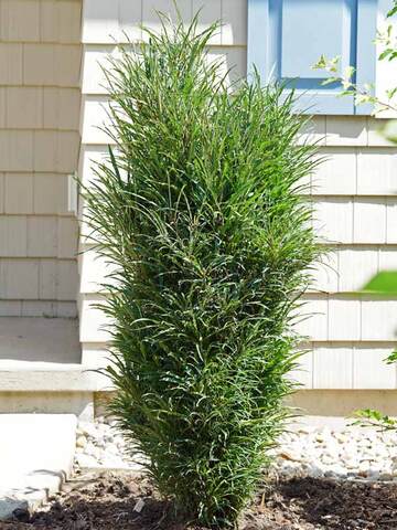 Rhamnus Fine Line Improved | Bluestone Perennials
