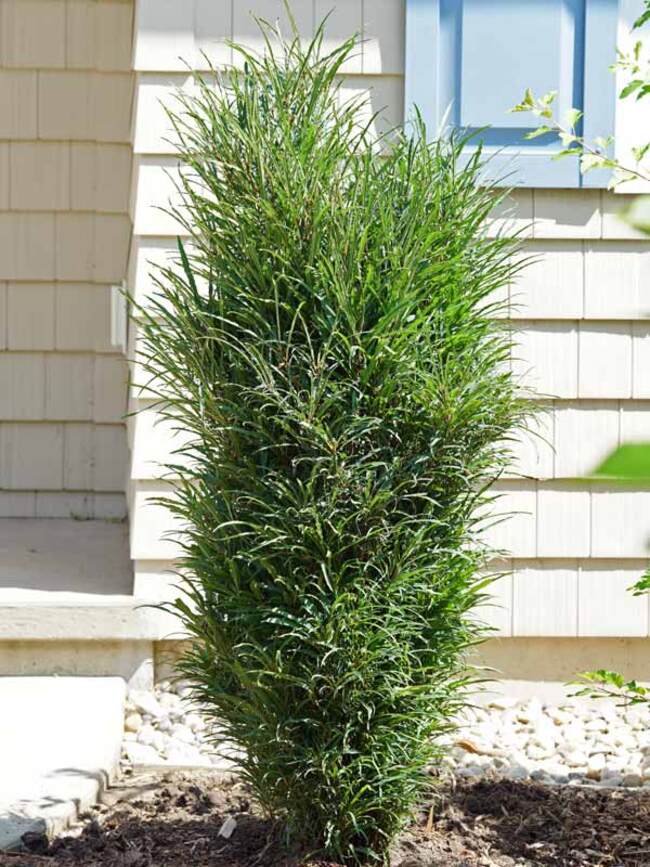 Rhamnus Fine Line Improved | Bluestone Perennials