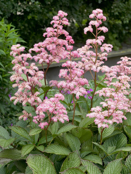 Product Viewer - Rodgersia Fireworks