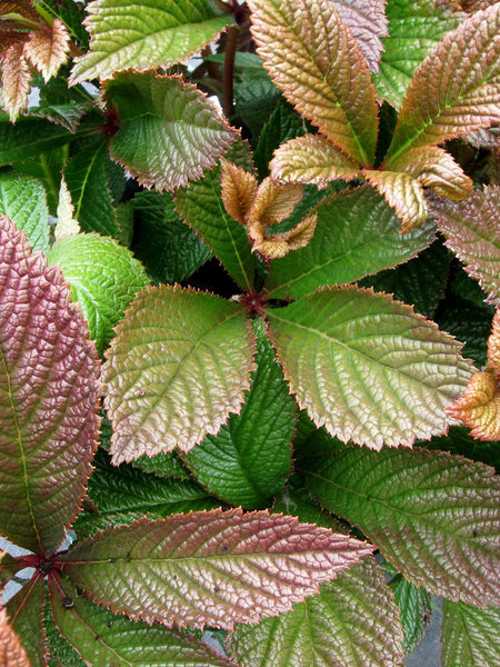 Product Viewer - Rodgersia Fireworks