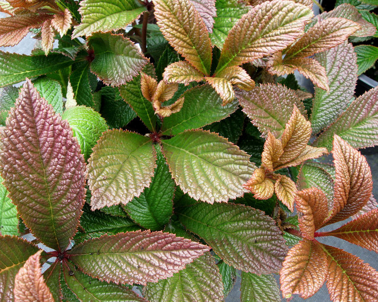 Product Viewer - Rodgersia Fireworks
