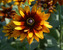 Rudbeckia Cherokee Sunset -- Bluestone Perennials
