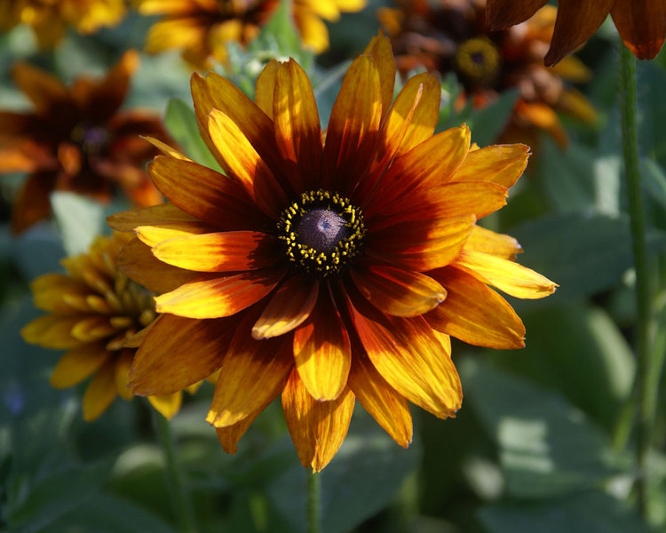 Product Viewer - Rudbeckia Cherokee Sunset