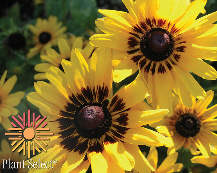 Product Viewer - Rudbeckia Denver-Daisy