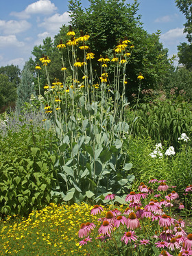 Rudbeckia Maxima -- Bluestone Perennials