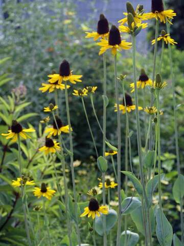 Rudbeckia Maxima | Bluestone Perennials