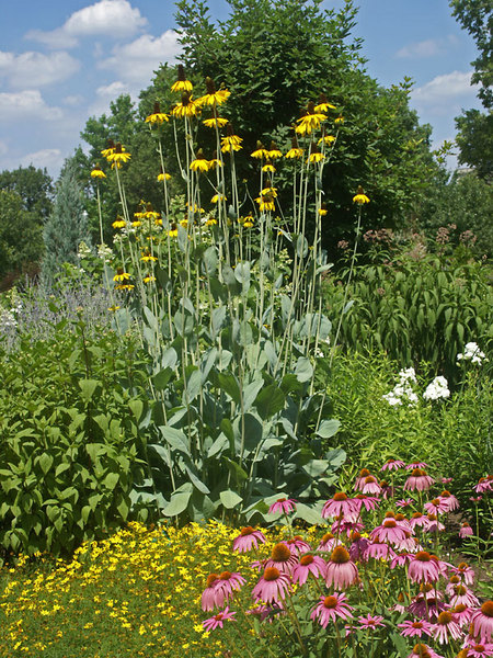 Product Viewer - Rudbeckia Maxima
