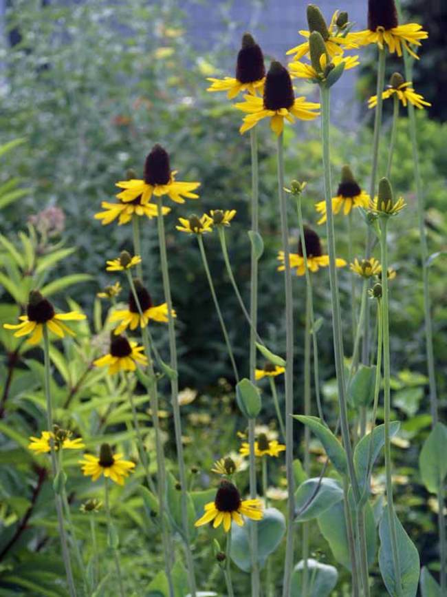 Rudbeckia Maxima | Bluestone Perennials