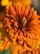 Rudbeckia Moroccan Sun -- Bluestone Perennials