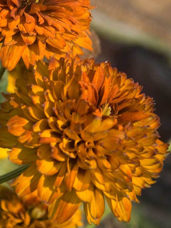 Rudbeckia Moroccan Sun | Bluestone Perennials