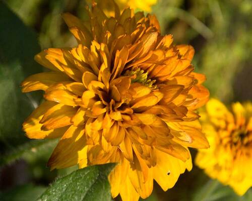 Rudbeckia Moroccan Sun | Bluestone Perennials