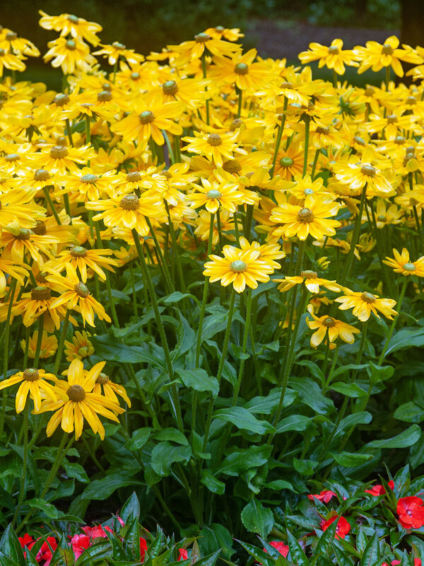 Rudbeckia Prairie Sun | Bluestone Perennials