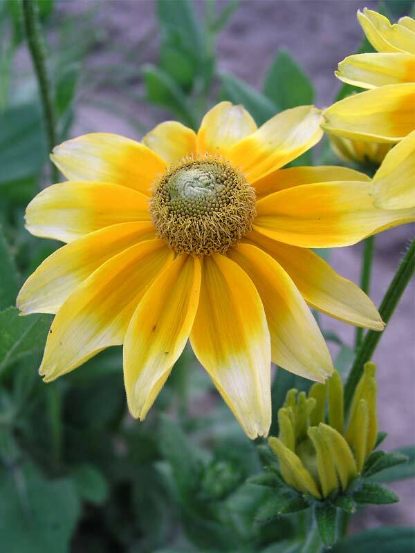 Rudbeckia Prairie Sun | Bluestone Perennials