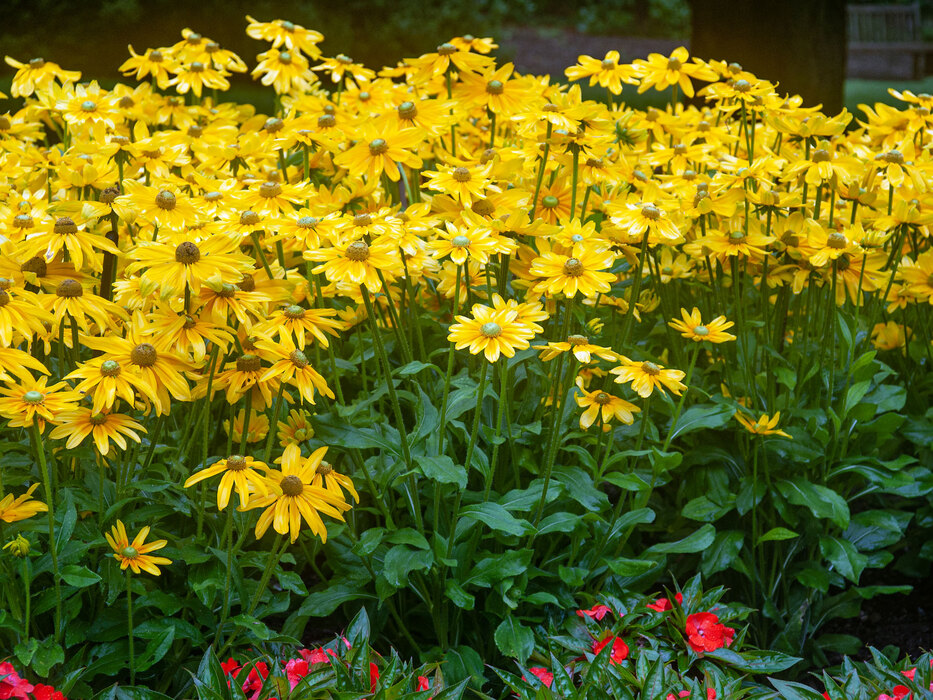 Rudbeckia Prairie Sun | Bluestone Perennials