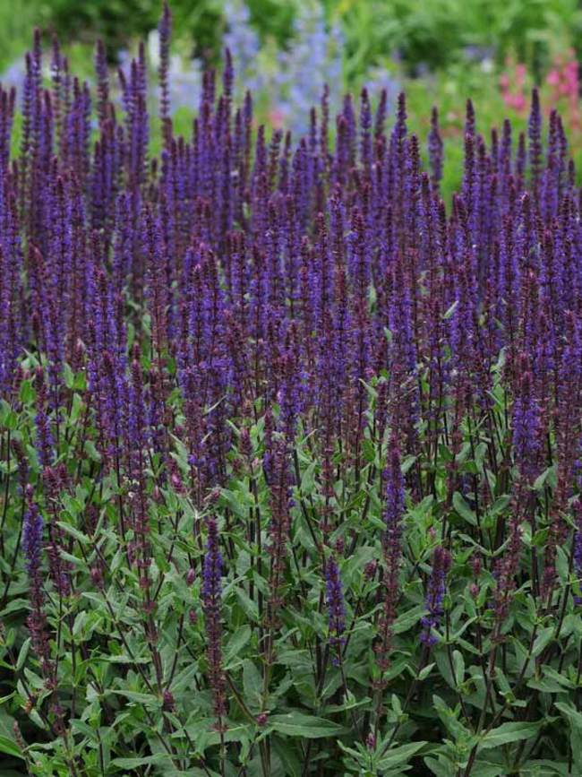Salvia Burgundy Candles | Bluestone Perennials