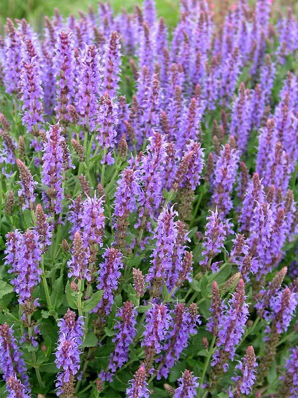 Salvia Blue Hill | Bluestone Perennials