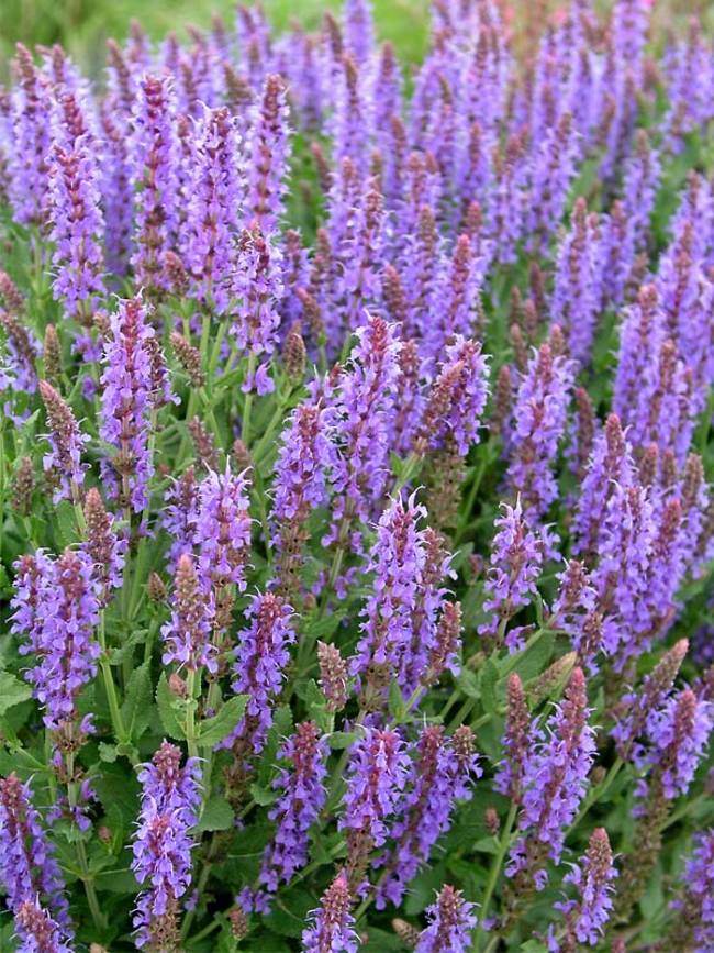 Salvia Blue Hill | Bluestone Perennials