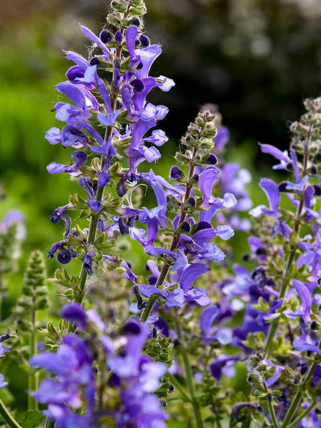 Salvia Big Sky | Bluestone Perennials
