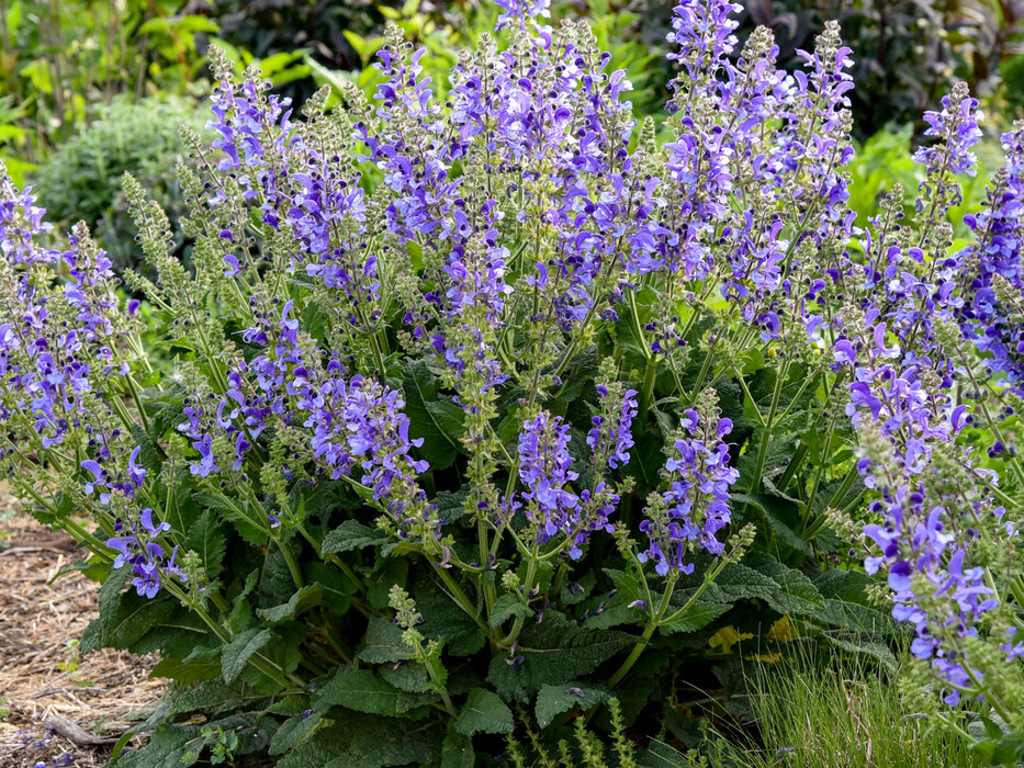Salvia Big Sky | Bluestone Perennials