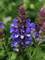 Salvia Blue Marvel -- Bluestone Perennials