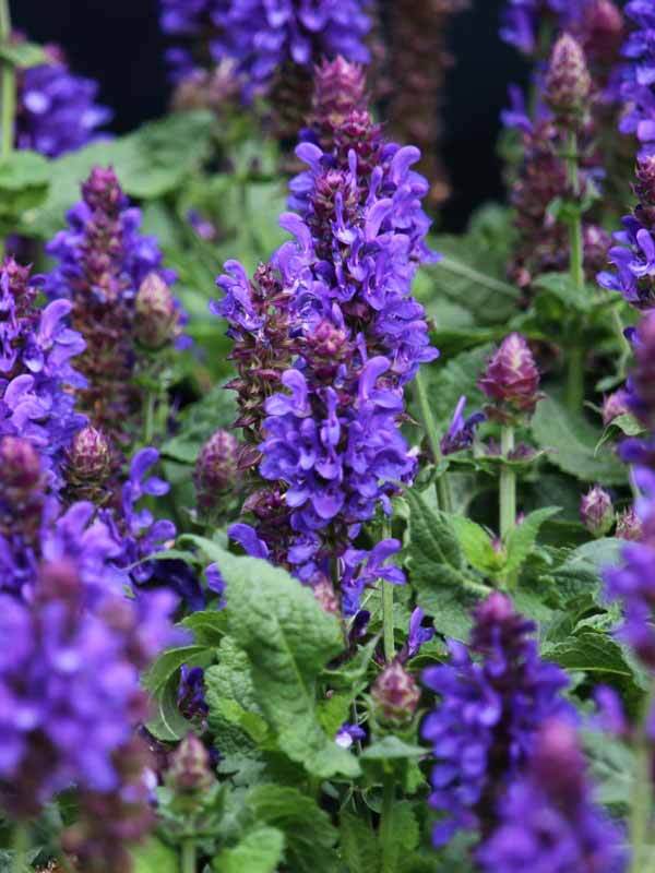 Salvia Blue Marvel | Bluestone Perennials