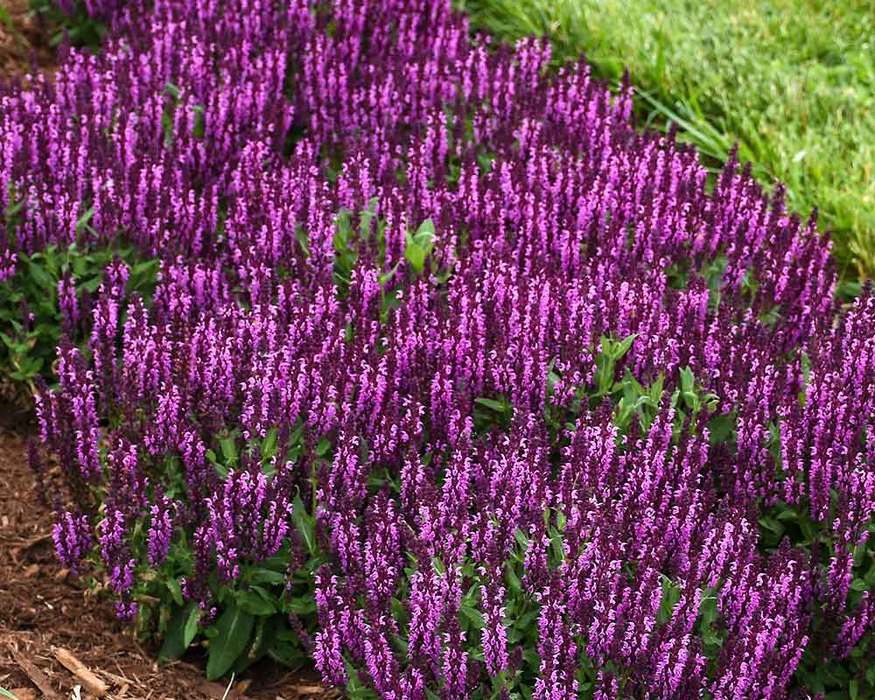 Salvia Bumbleberry | Bluestone Perennials