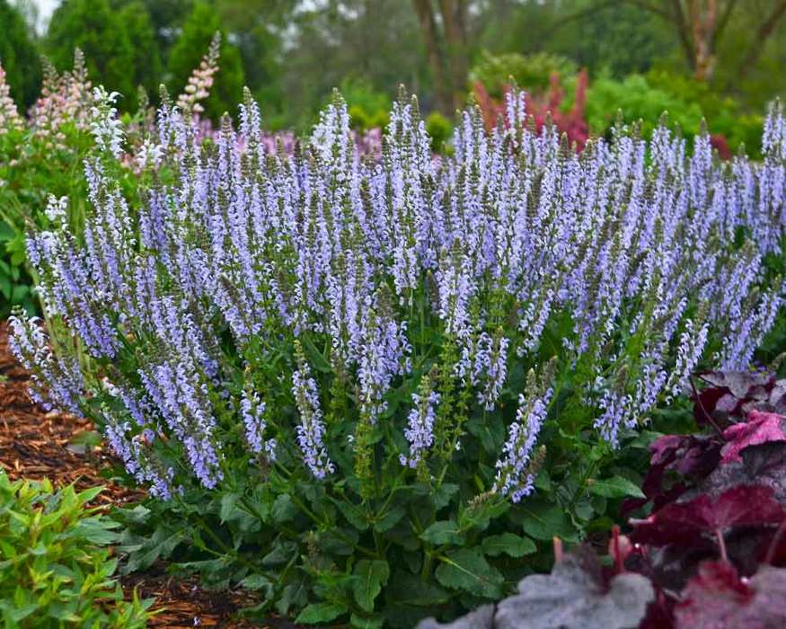 Salvia Crystal Blue | Bluestone Perennials