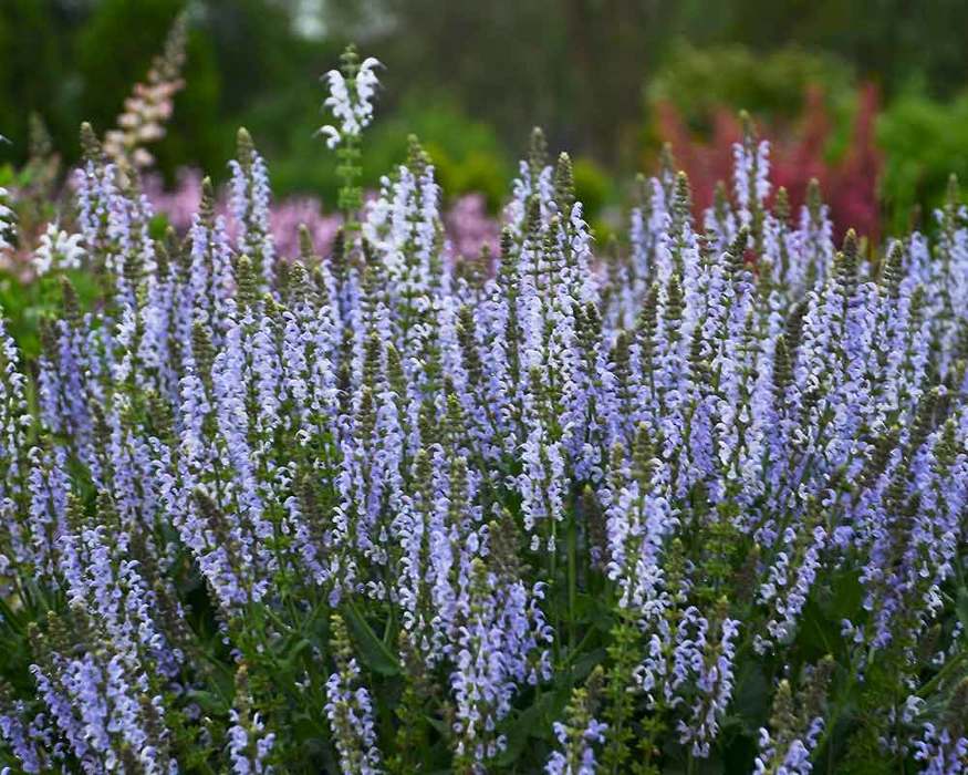 Salvia Crystal Blue | Bluestone Perennials