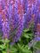 Salvia Deep Blue -- Bluestone Perennials