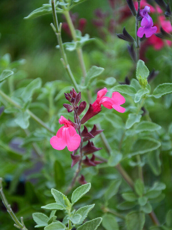 Salvia Arctic Blaze Fuchsia | Bluestone Perennials