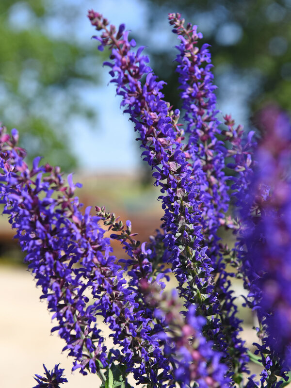 Salvia Spring King | Bluestone Perennials