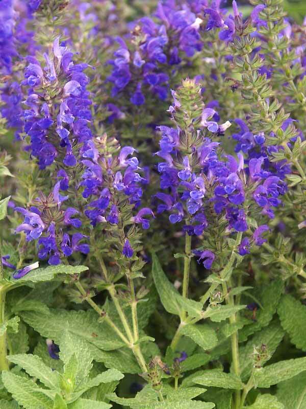Salvia Marcus | Bluestone Perennials