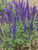 Product Viewer - Salvia Merleau Blue