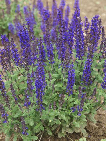 Product Viewer - Salvia Merleau Blue