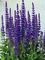 Salvia Merleau Blue -- Bluestone Perennials