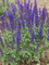 Salvia Merleau Blue -- Bluestone Perennials