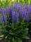 Salvia Midnight Model -- Bluestone Perennials