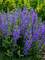 Salvia Midnight Model -- Bluestone Perennials