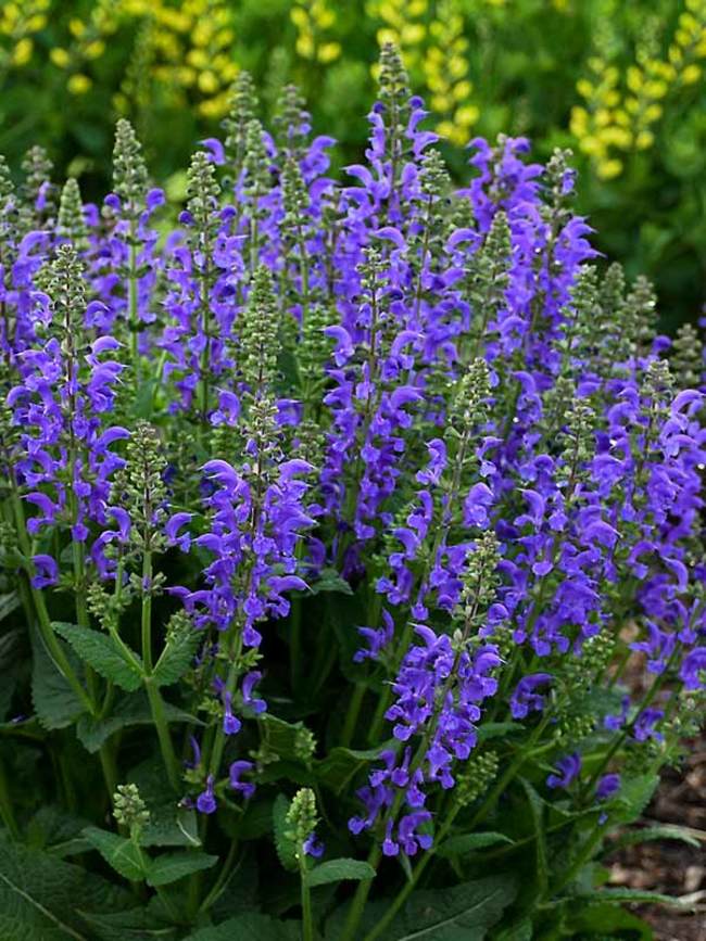 Salvia Midnight Model | Bluestone Perennials