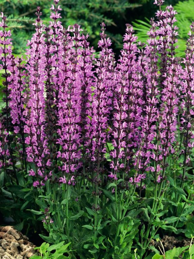 Salvia New Dimension Rose | Bluestone Perennials