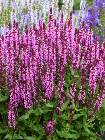 Salvia Pink Profusion | Bluestone Perennials